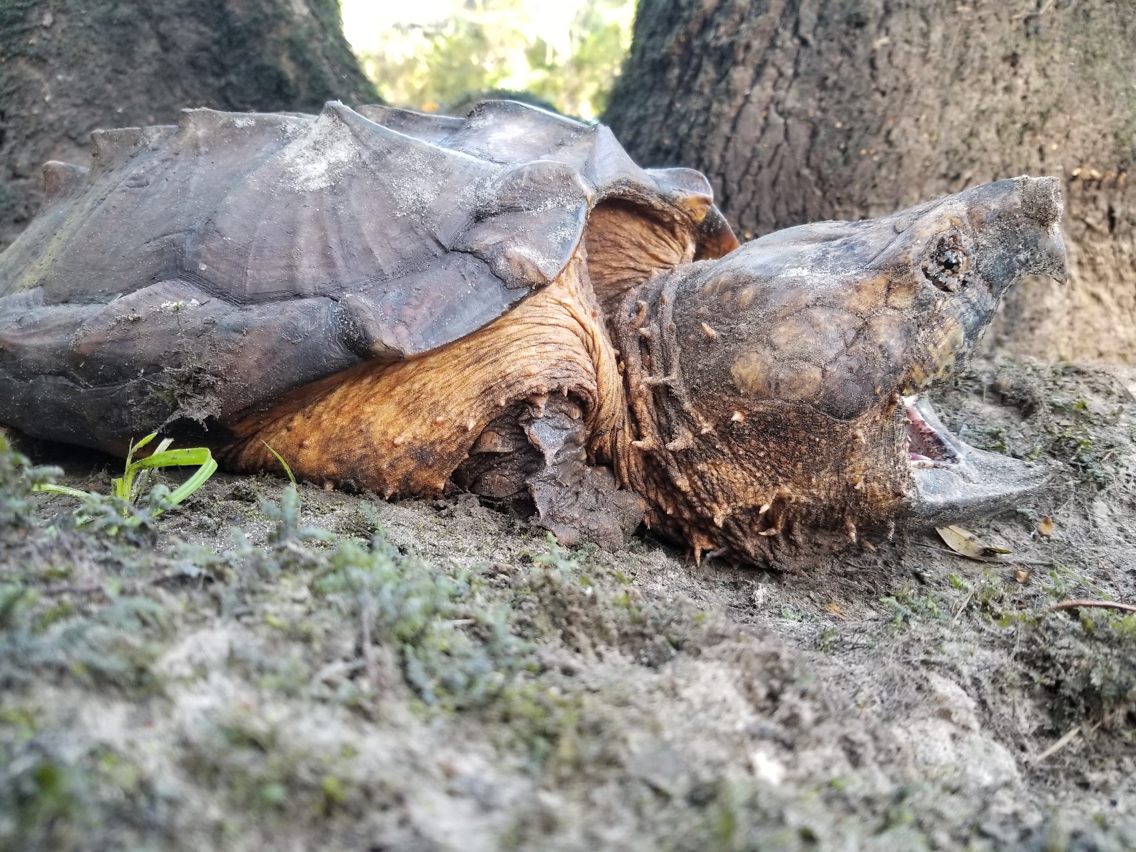 Alligatory-snapping-turtle-M-suwanniensis-Chris-Coppola-FWS-20220505 ...